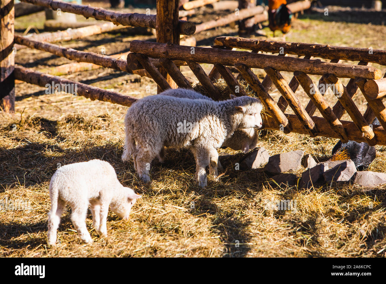 sheep at farm eating hay Stock Photo - Alamy