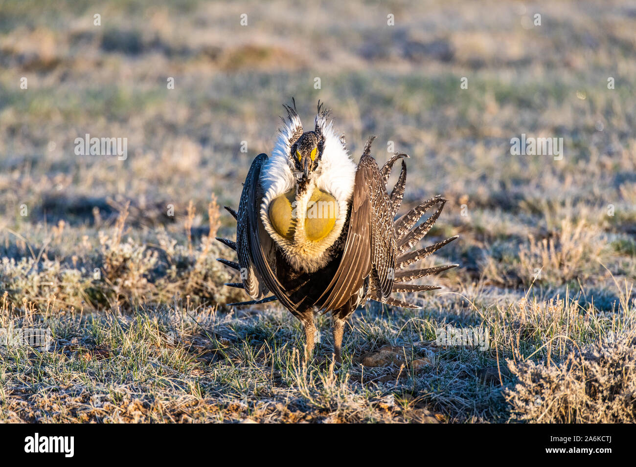 Greater Sage-grouse Courtship Display at a Lek in Colorado Stock Photo ...