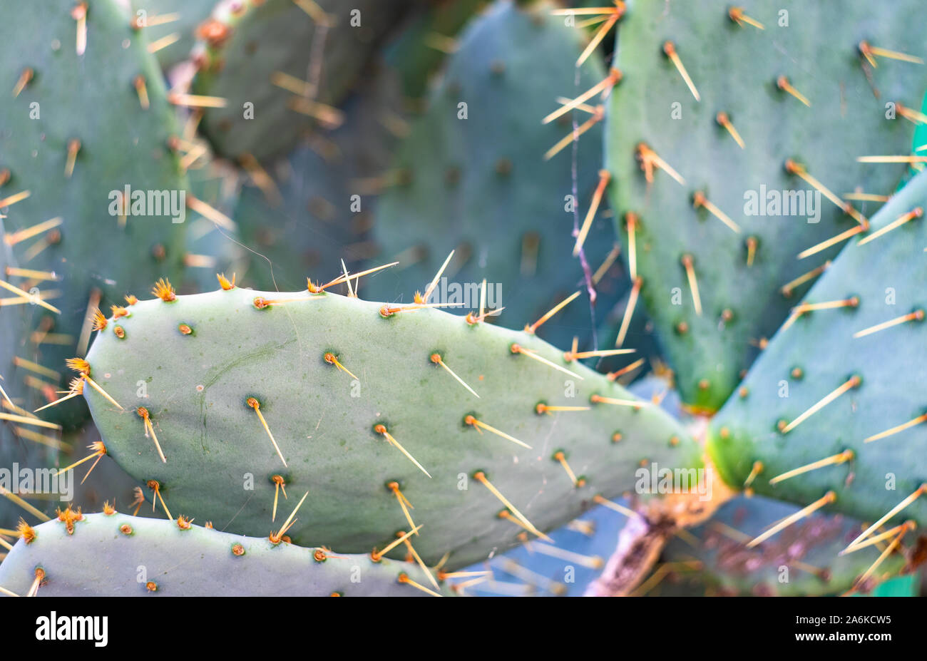 Prickly pair on Opuntia cactus on the rock Stock Photo - Alamy