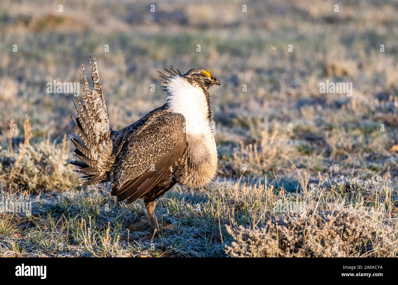 Threatened grouse species hi-res stock photography and images - Alamy