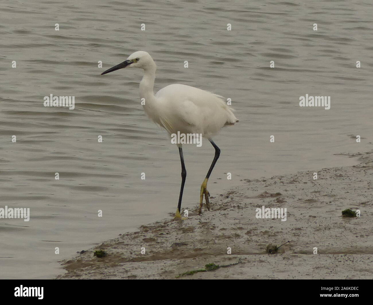 Visit of La Rochelle Sea Bus, Place of the Chain, Port Neuf, Nautical ...