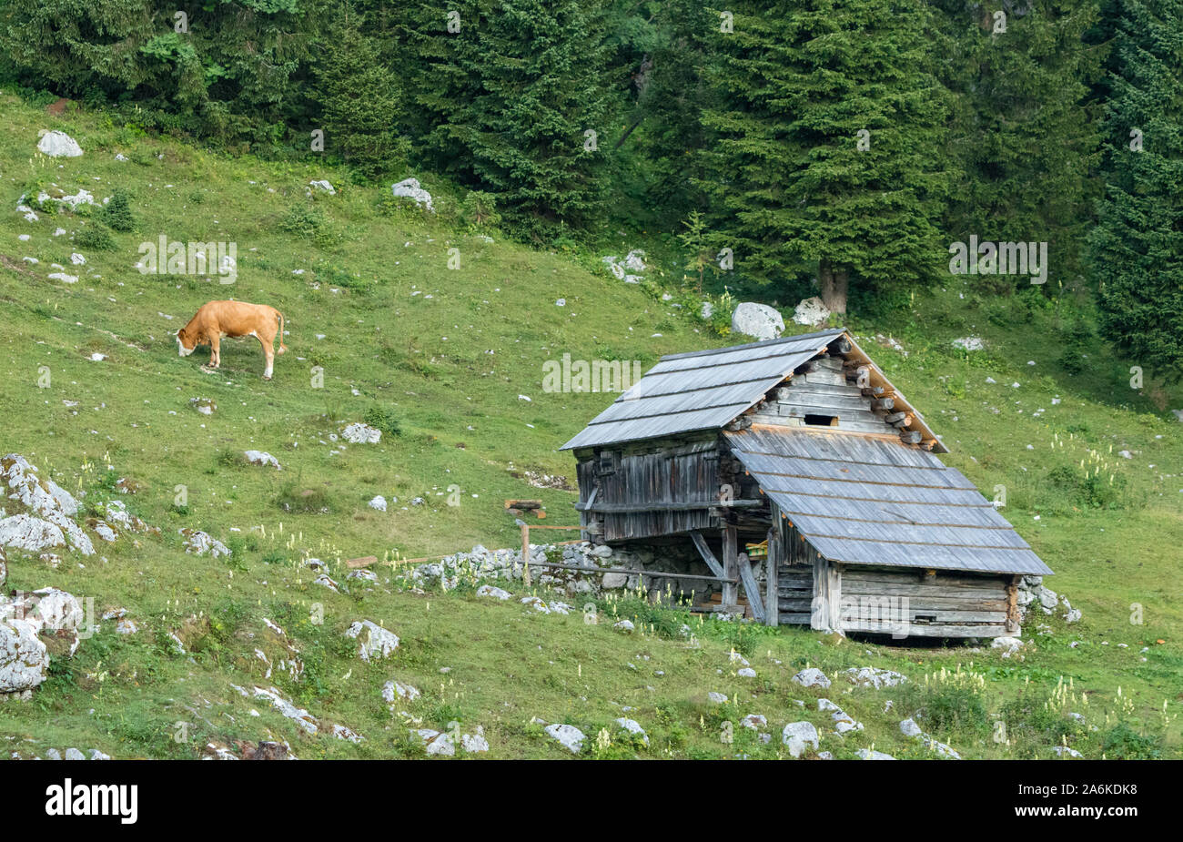 Hut with cow hi-res stock photography and images - Alamy