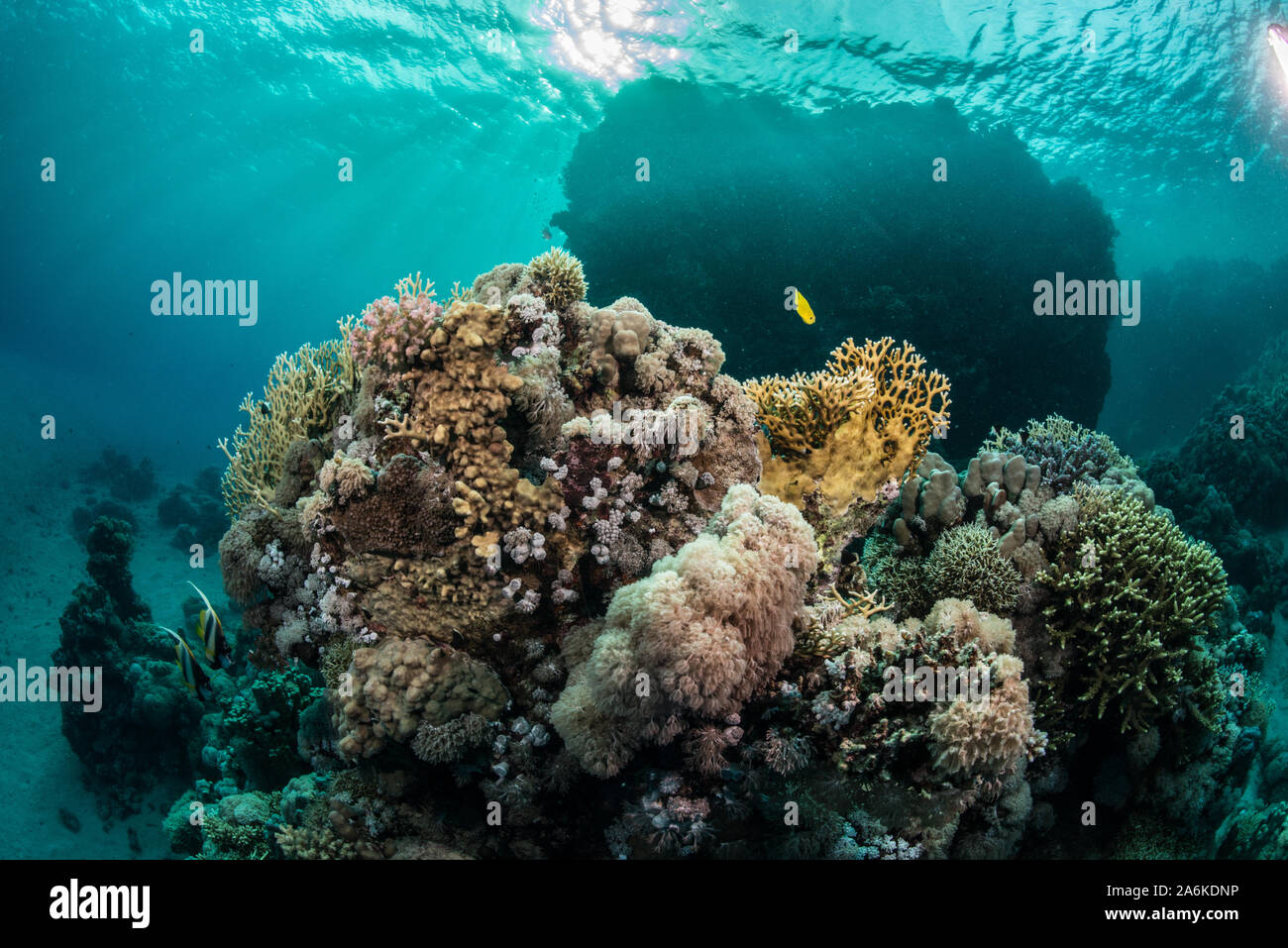 Reefscapes of the Red Sea Stock Photo - Alamy