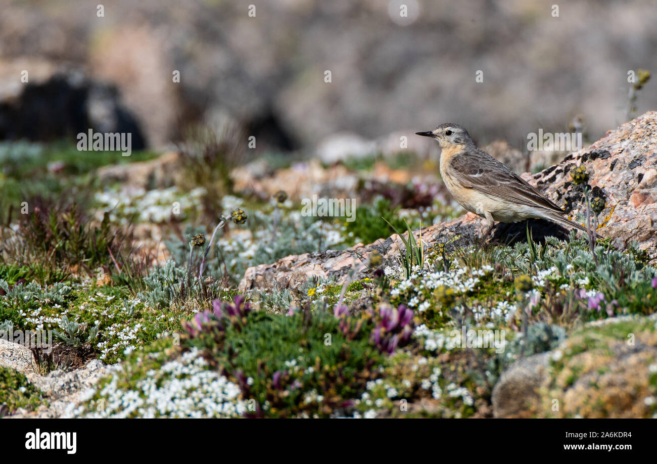 Habitat Elevation High Resolution Stock Photography and Images - Alamy