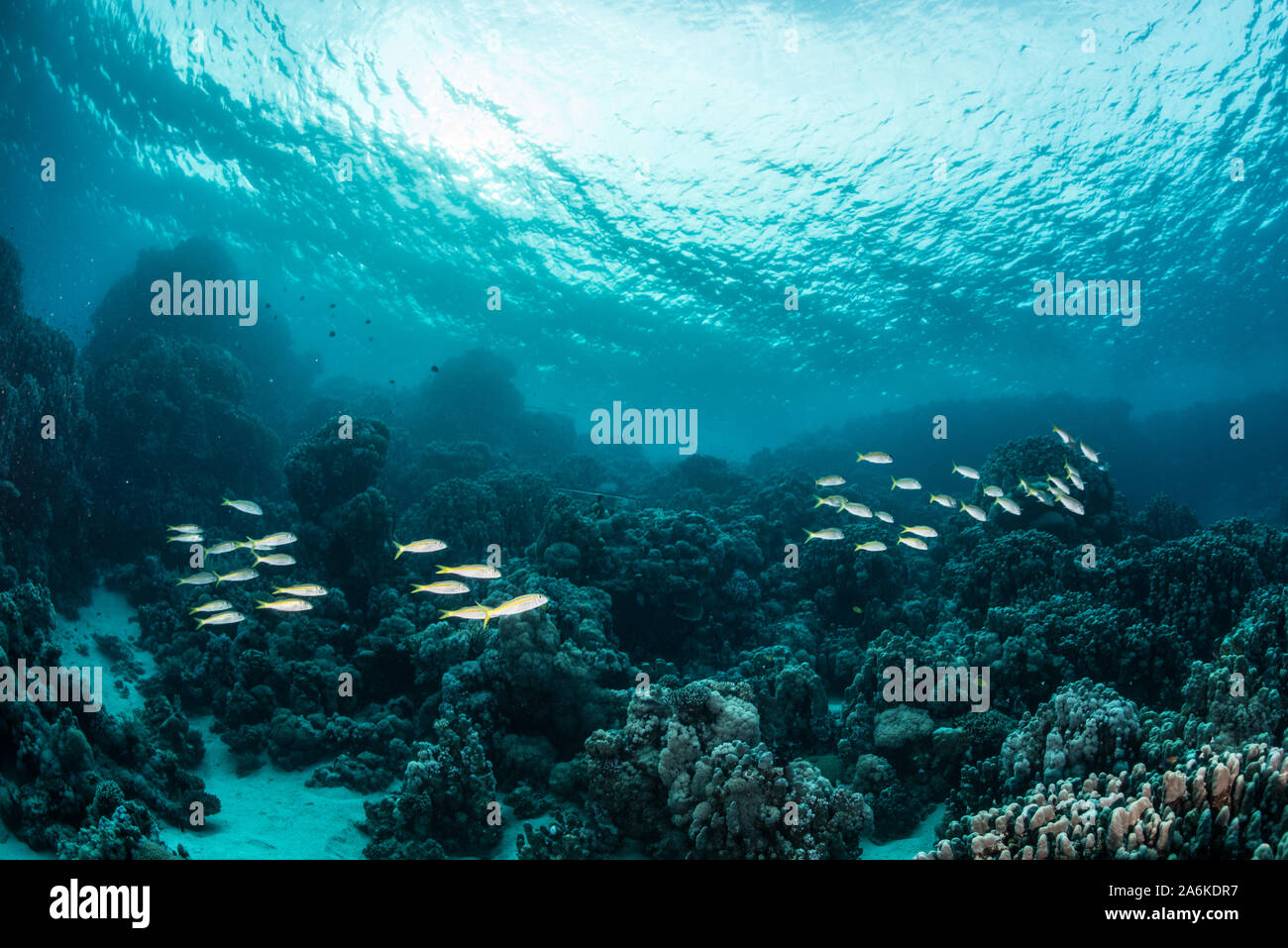 Reefscapes of the Red Sea Stock Photo - Alamy