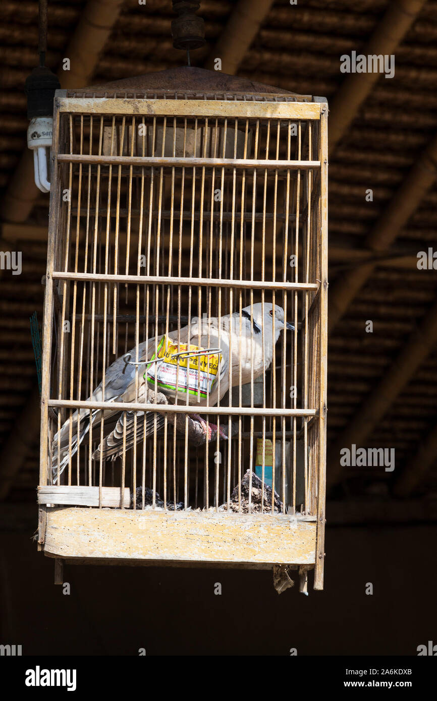 Barbary dove, ringed turtle dove, ringneck dove, ring-necked turtle ...
