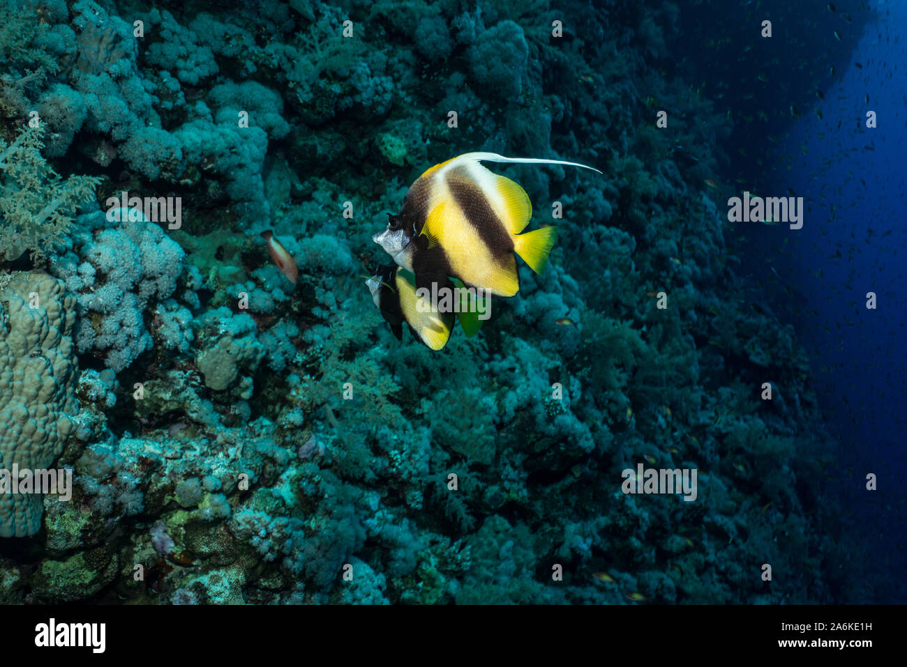 Reefscapes of the Red Sea Stock Photo - Alamy