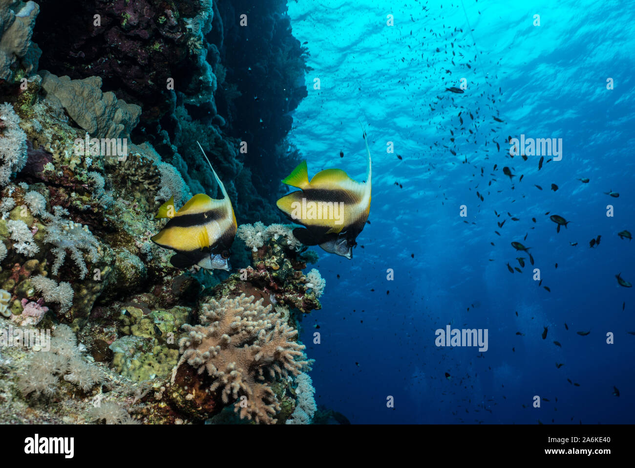 Reefscapes of the Red Sea Stock Photo - Alamy