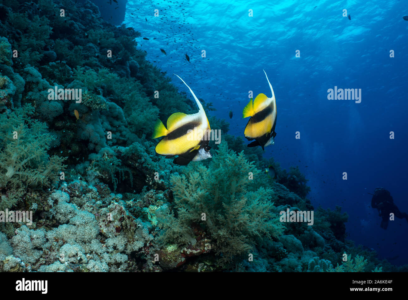 Reefscapes of the Red Sea Stock Photo - Alamy