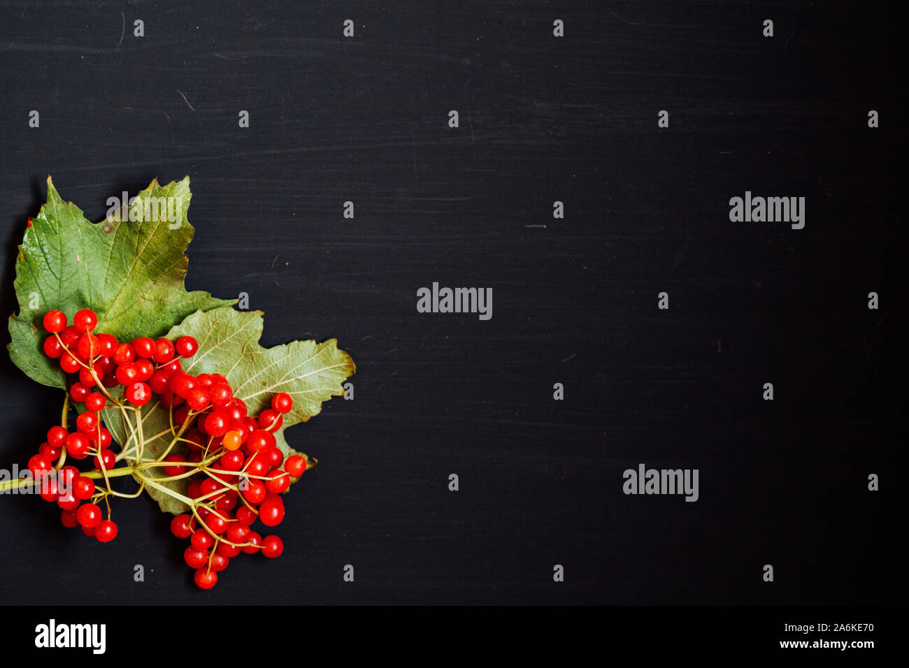Red fall berries on a black background x Stock Photo - Alamy