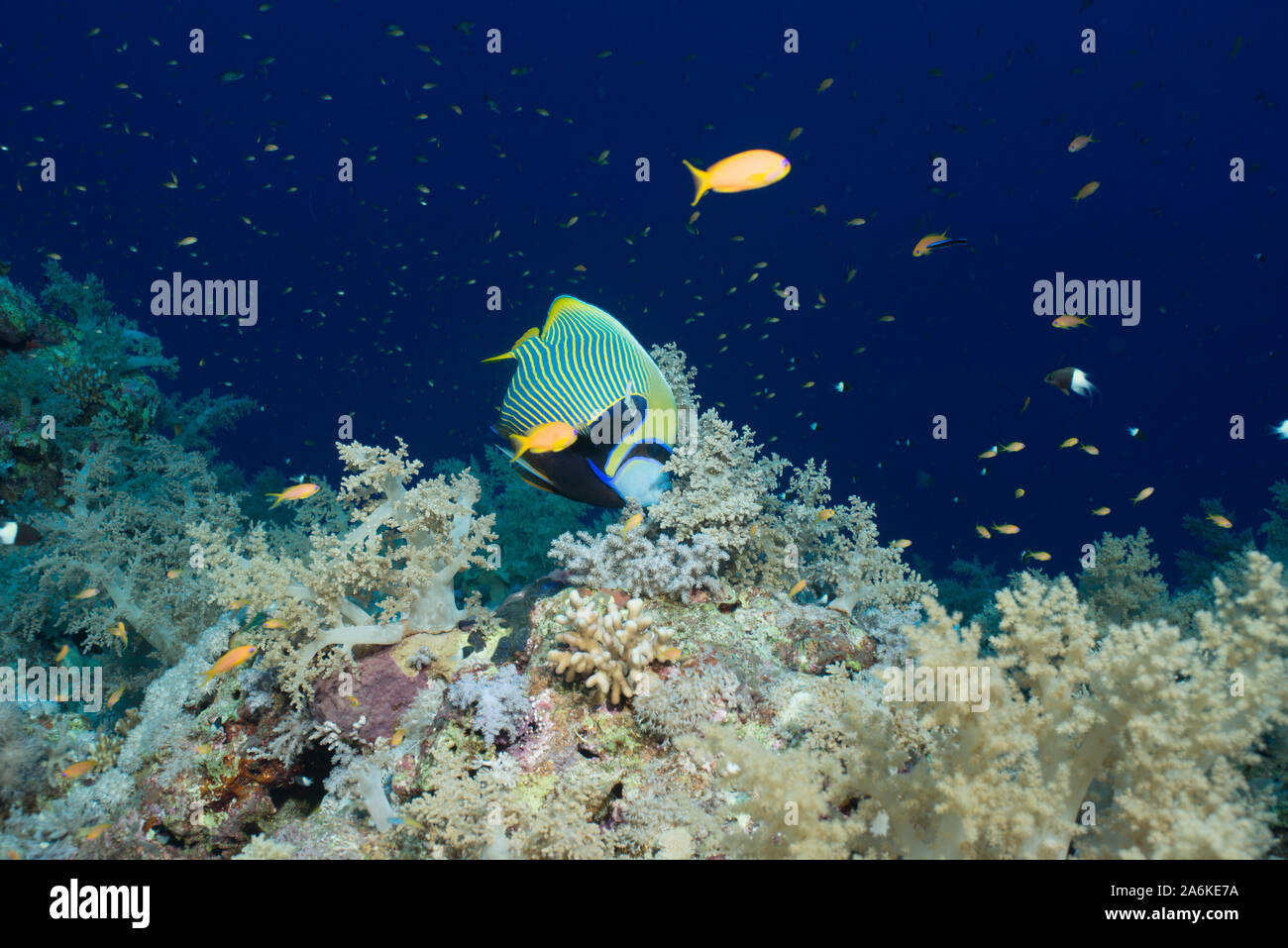 Reefscapes of the Red Sea Stock Photo - Alamy