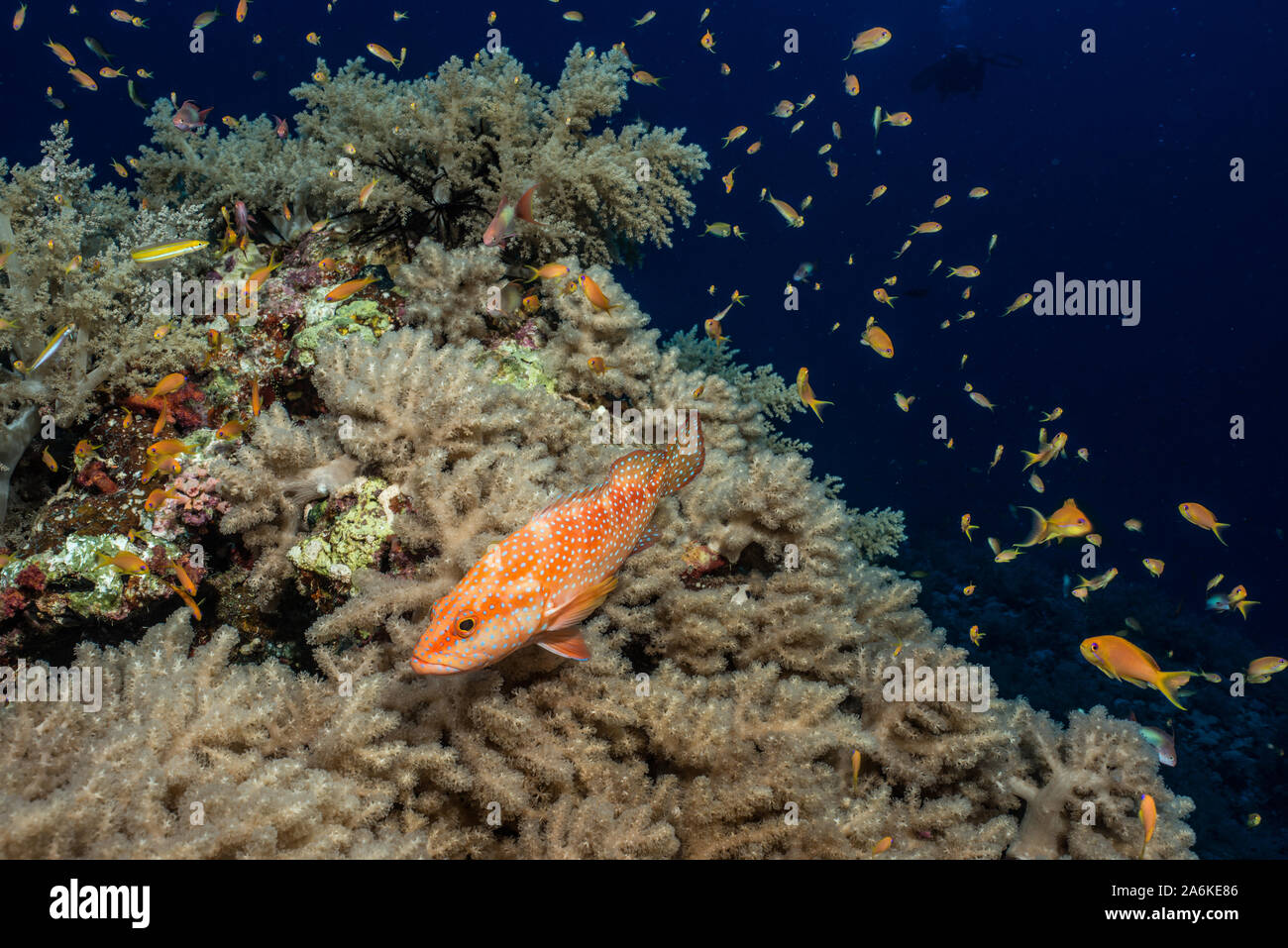 Reefscapes of the Red Sea Stock Photo - Alamy