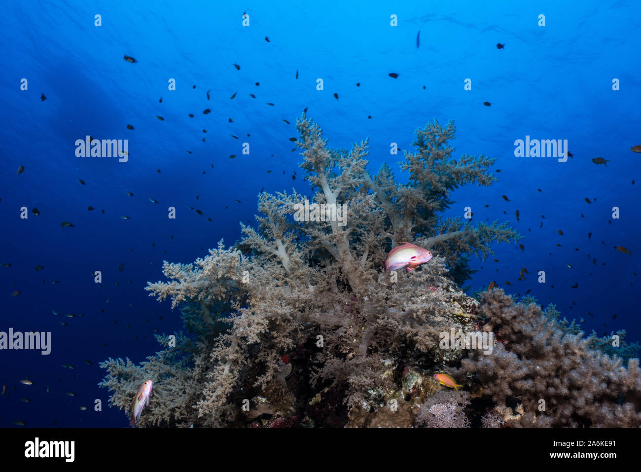 Reefscapes of the Red Sea Stock Photo - Alamy