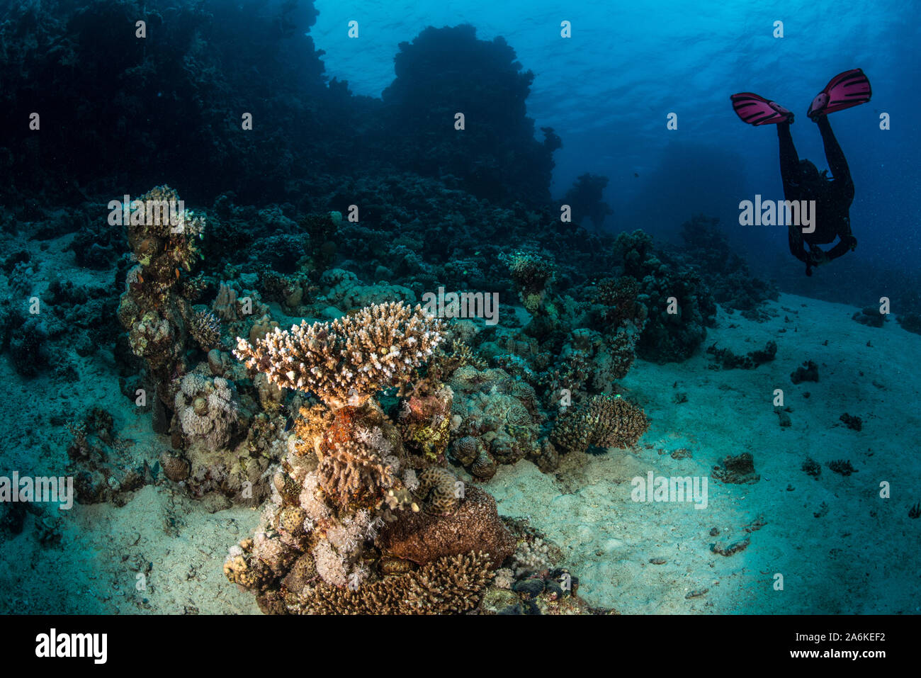 Reefscapes of the Red Sea Stock Photo - Alamy