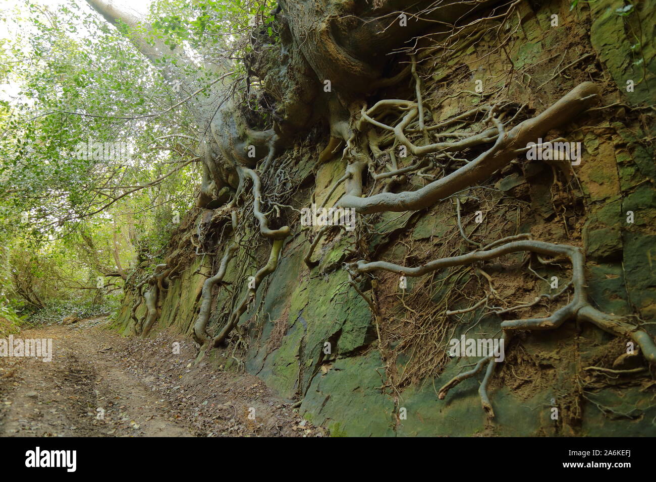 An ancient sunken path Hell Lane near village of Symondsbury in west ...
