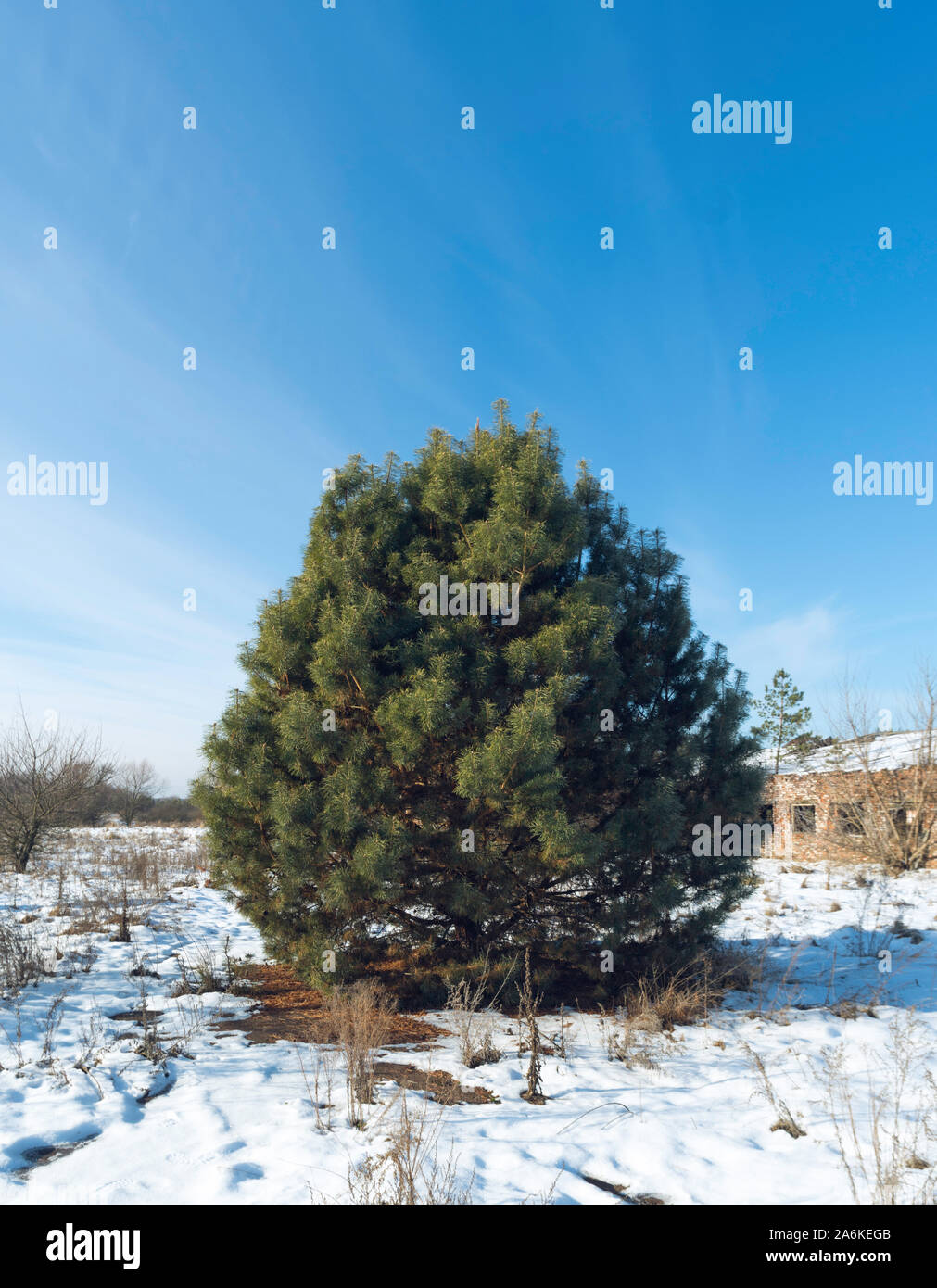 Conifer in the fields. A magnificent tree in the field Stock Photo - Alamy