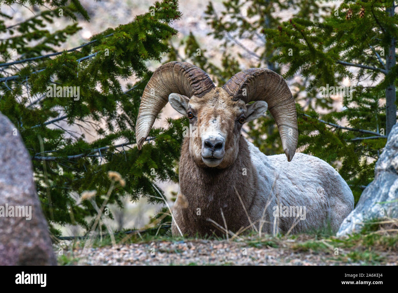 Bighorn sheep colorado hi-res stock photography and images - Alamy