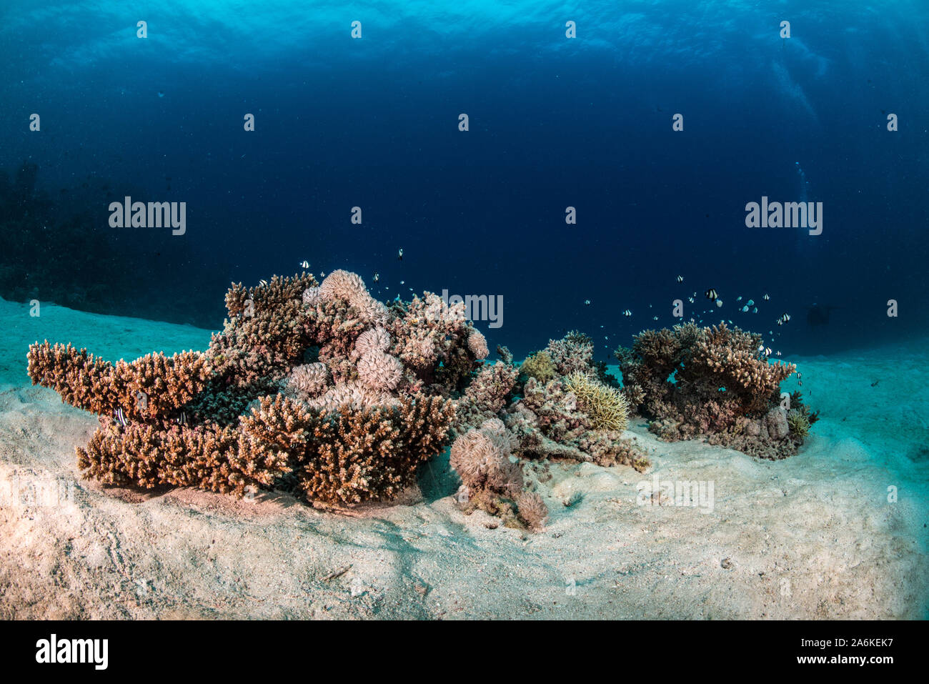 Reefscapes of the Red Sea Stock Photo - Alamy