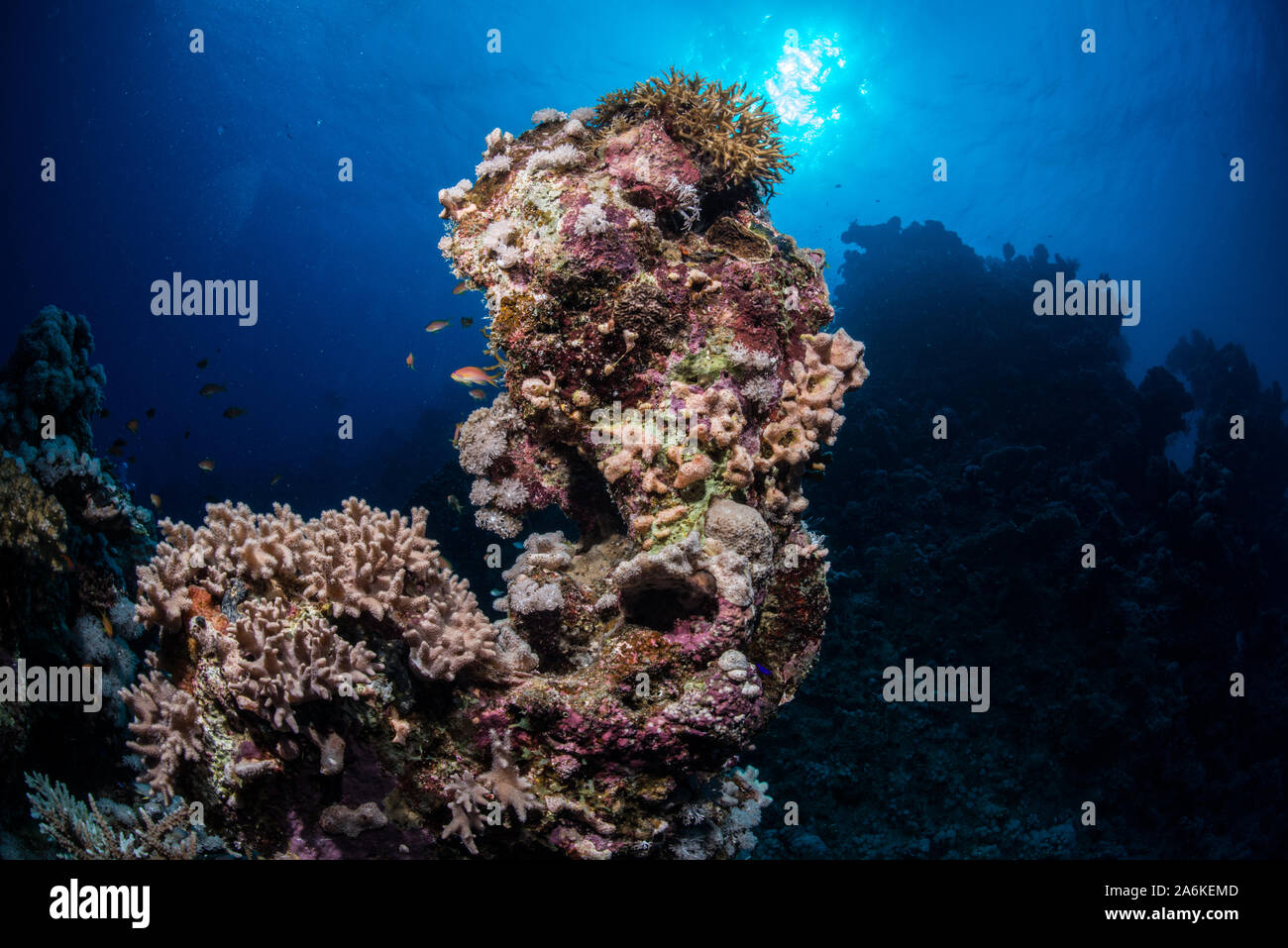 Reefscapes of the Red Sea Stock Photo - Alamy
