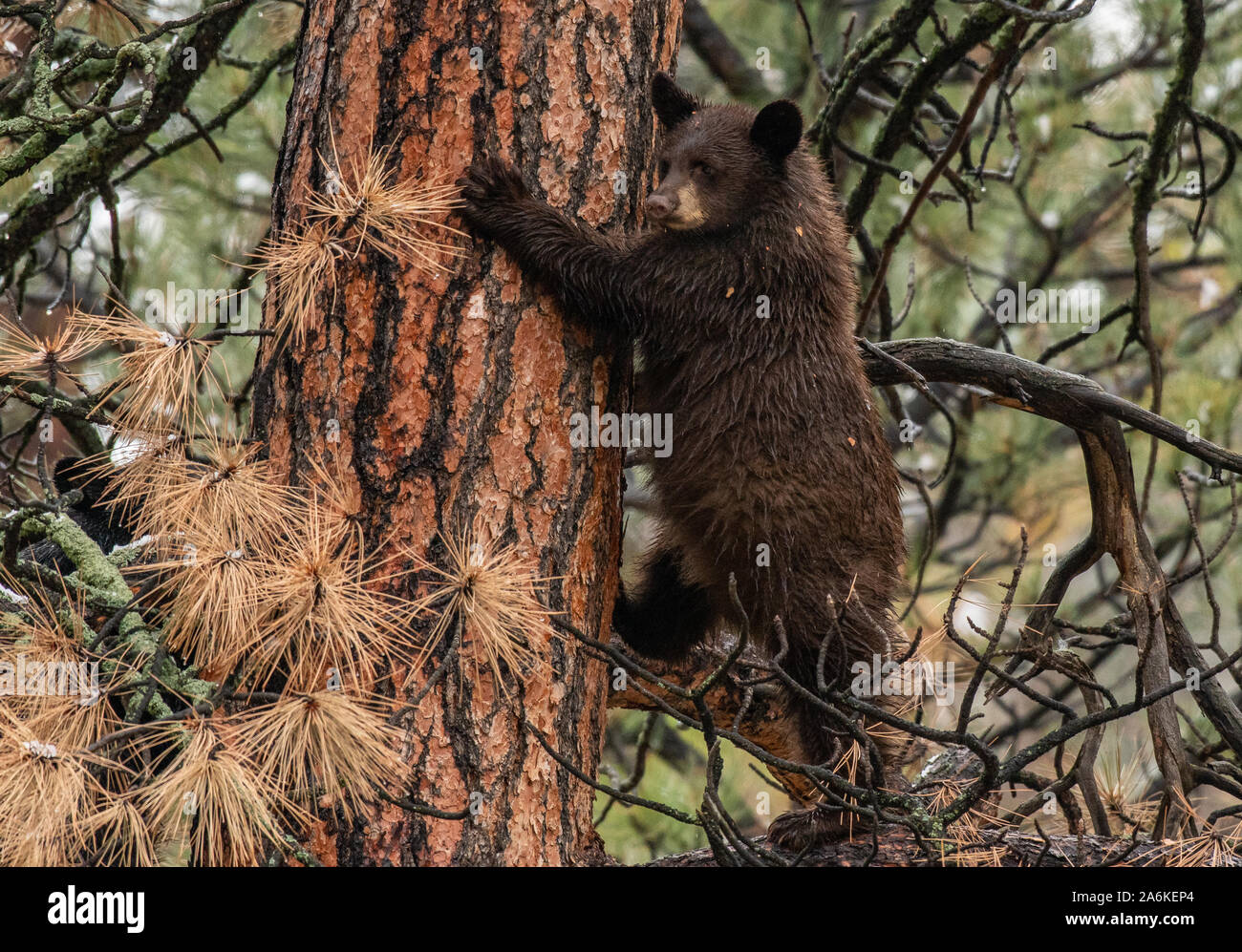 A Black Bear Cub Climbing a Tree Stock Photo - Alamy