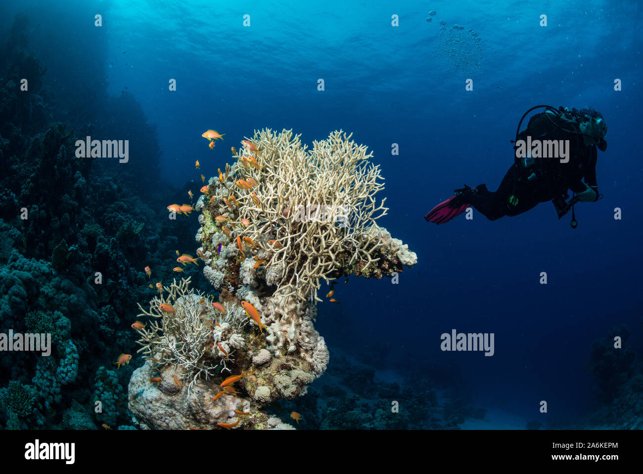 Reefscapes of the Red Sea Stock Photo - Alamy
