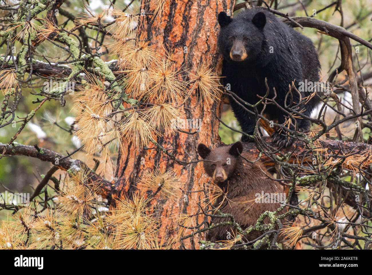 Black bear pine tree hi-res stock photography and images - Alamy