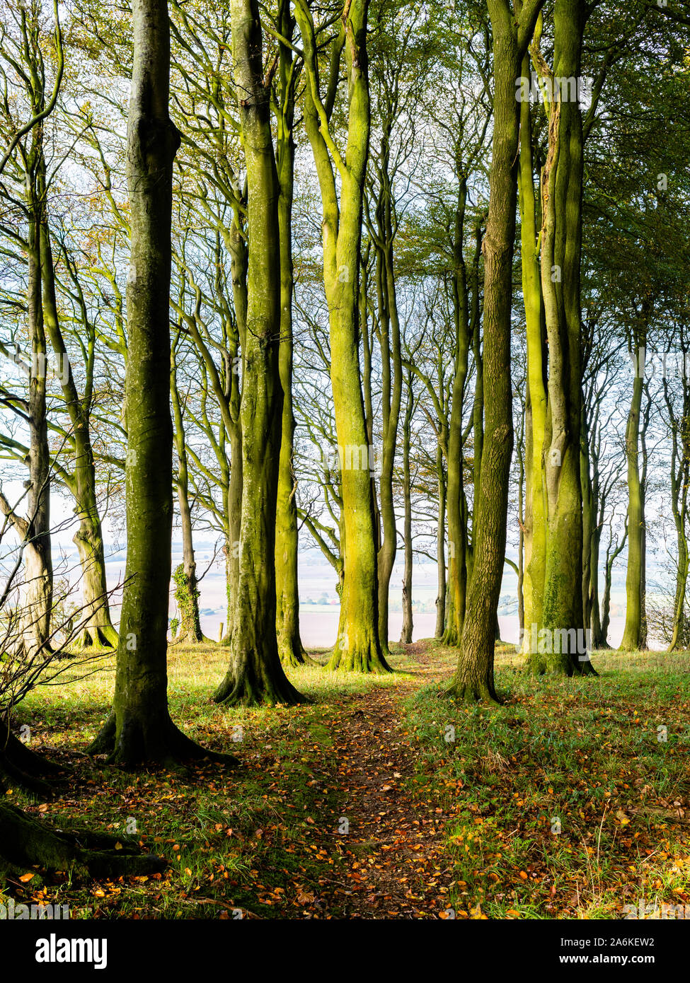 A path leading out of a beech wood in autumn sunshine next to The ...