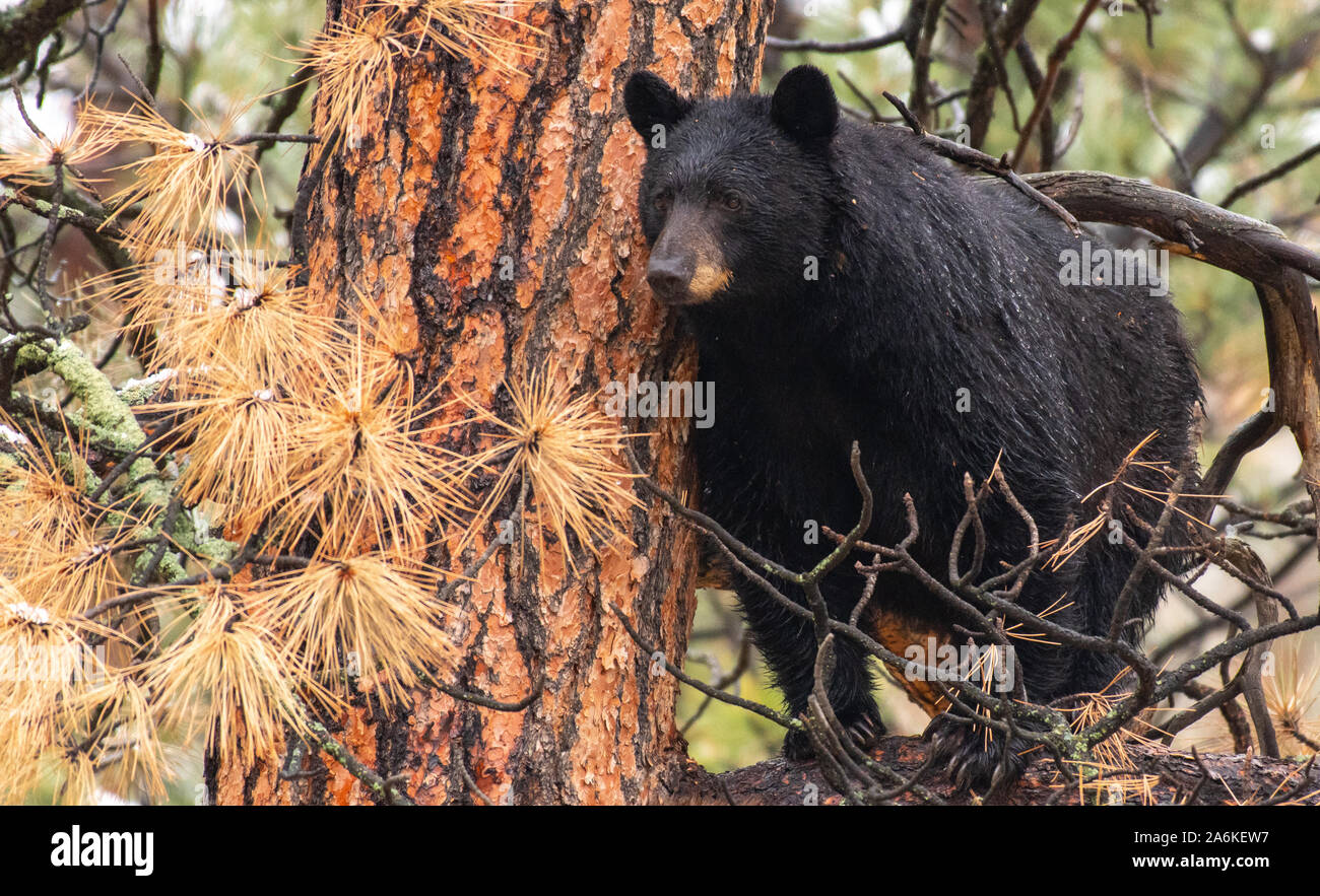 Black bear pine tree hi-res stock photography and images - Alamy