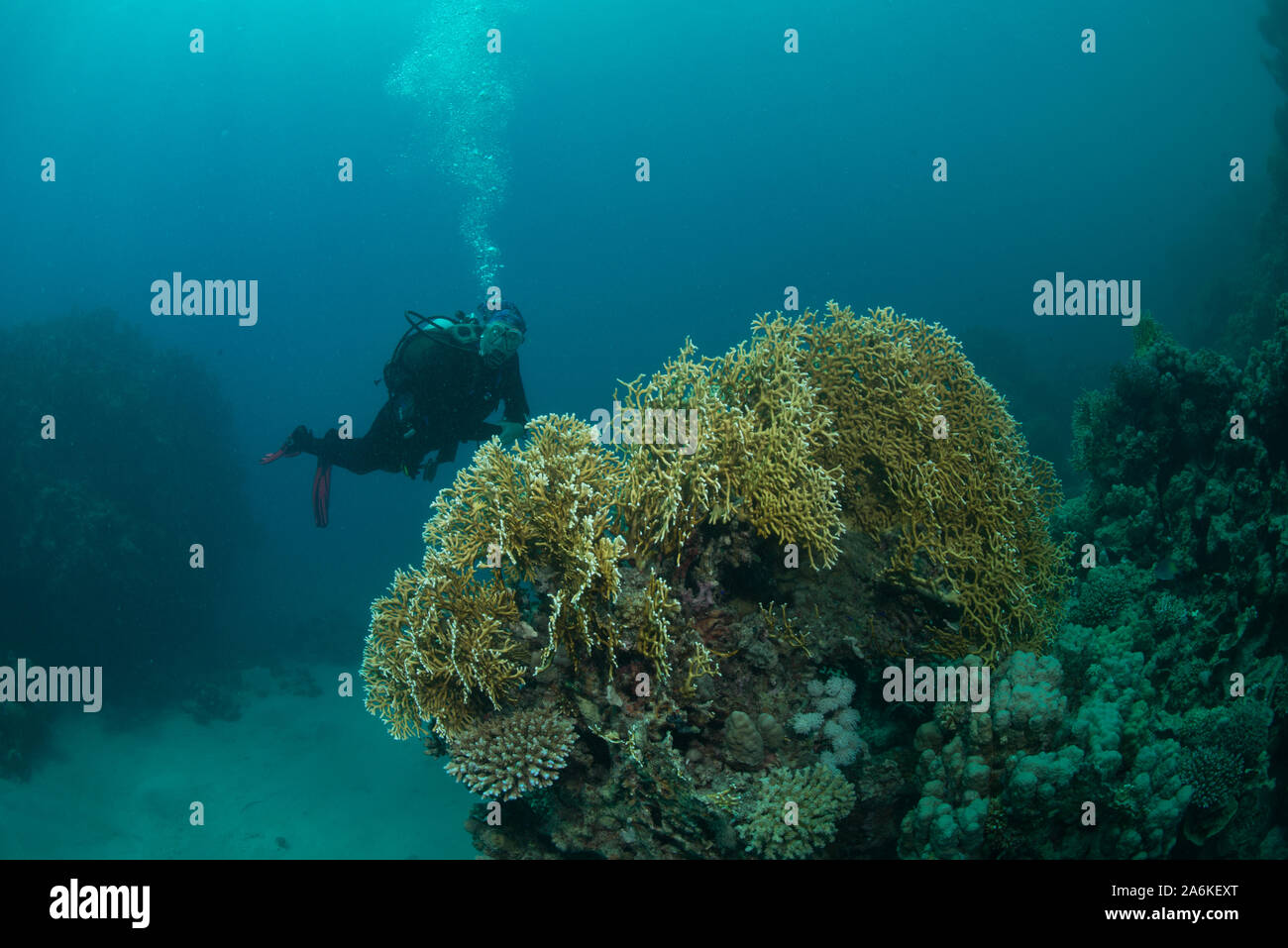 Reefscapes of the Red Sea Stock Photo - Alamy