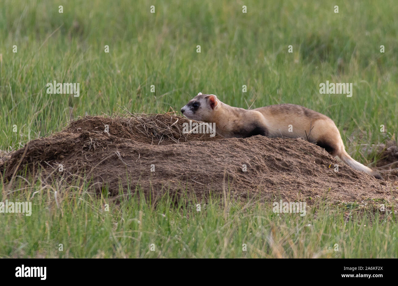 Endangered black footed ferret hi-res stock photography and images - Alamy