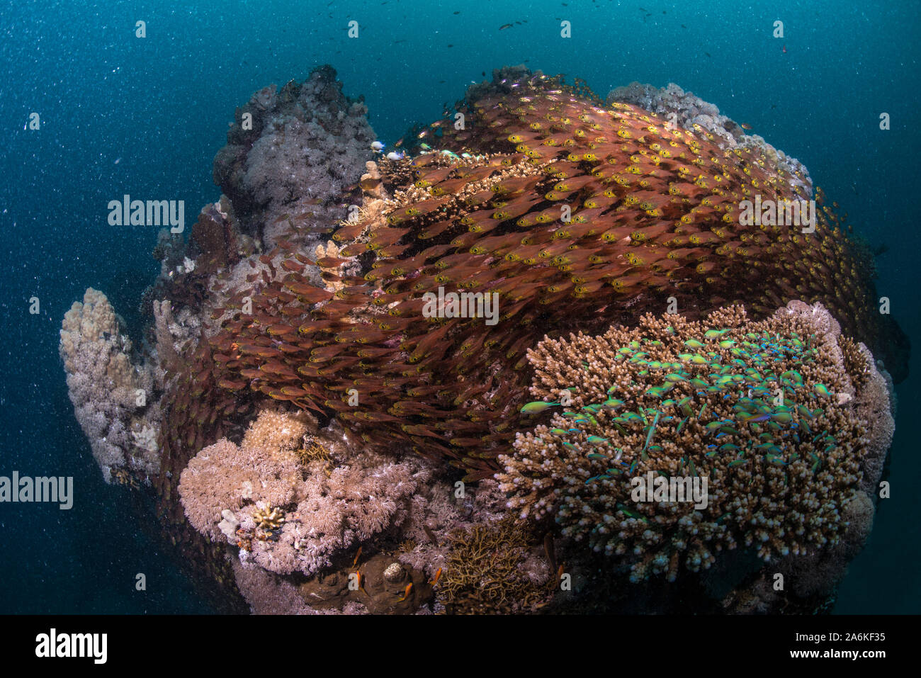 Reefscapes of the Red Sea Stock Photo - Alamy