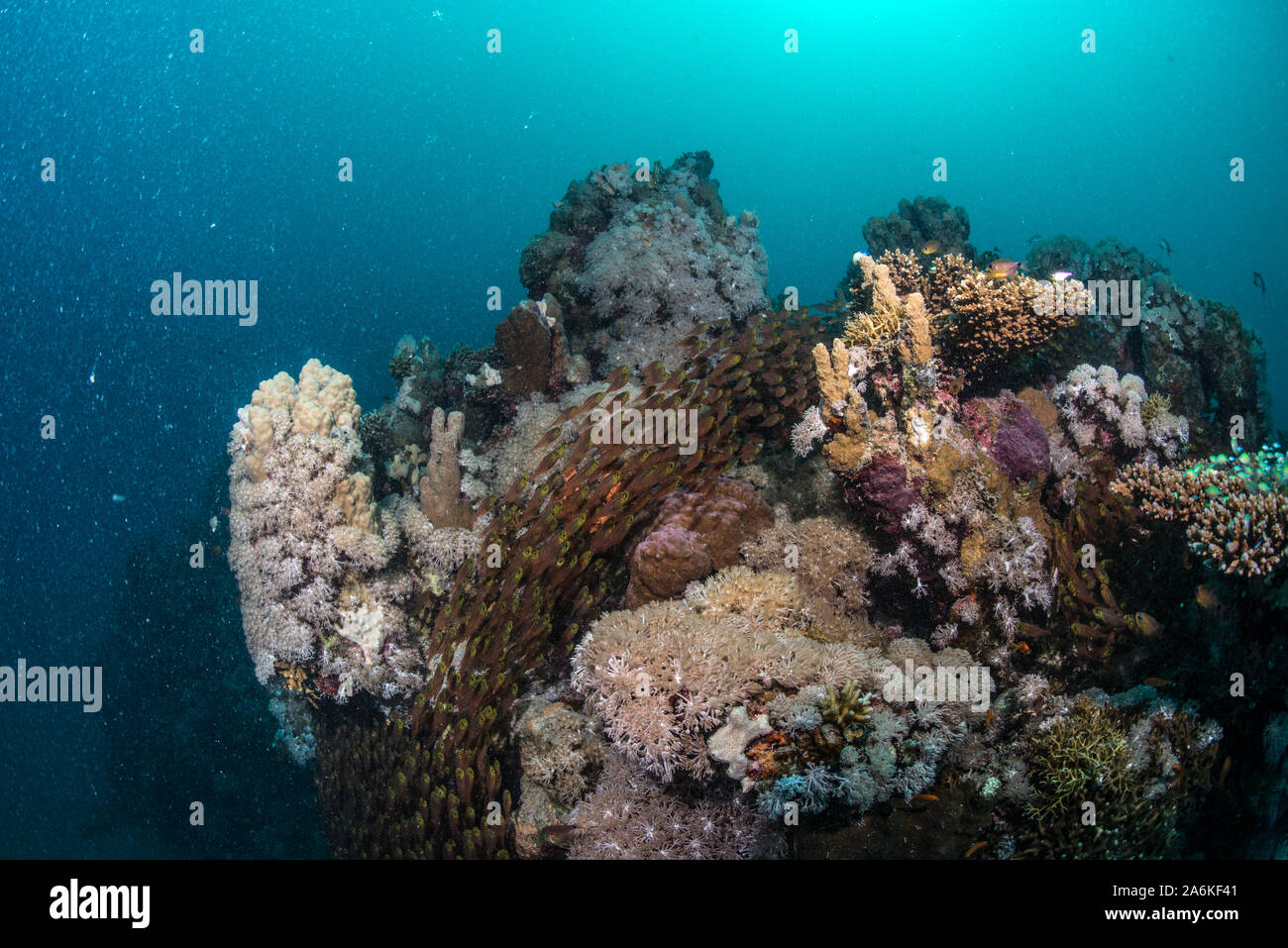 Reefscapes of the Red Sea Stock Photo - Alamy