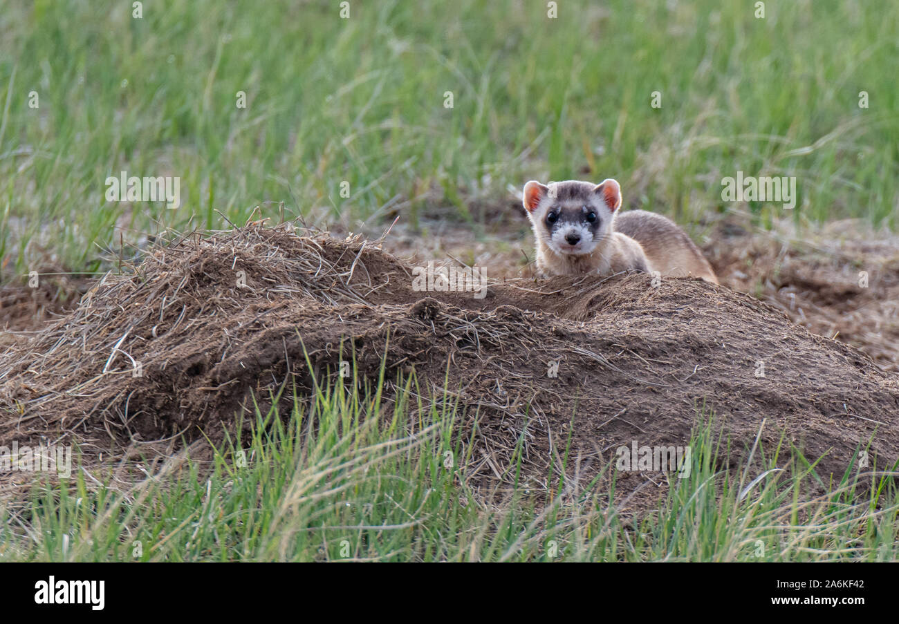 A Federally Endangered Black-footed Ferret on the Colorado Plains Stock ...