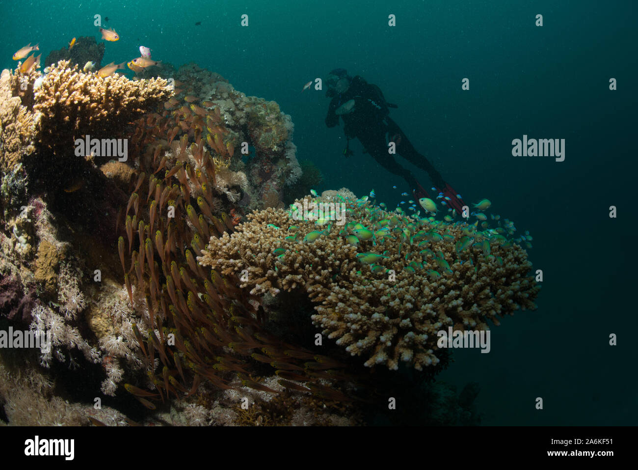 Reefscapes of the Red Sea Stock Photo - Alamy