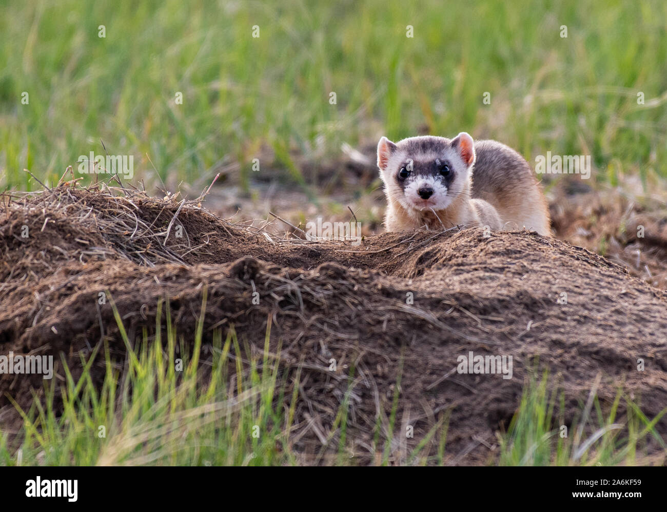 Endangered black footed ferret hi-res stock photography and images - Alamy
