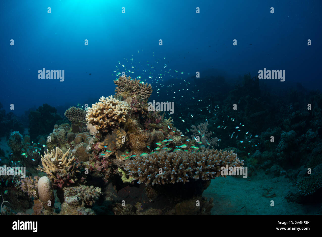 Reefscapes of the Red Sea Stock Photo - Alamy