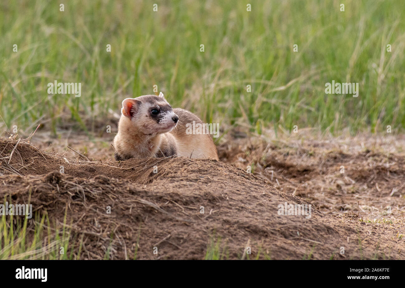 A Federally Endangered Black-footed Ferret on the Colorado Plains Stock ...