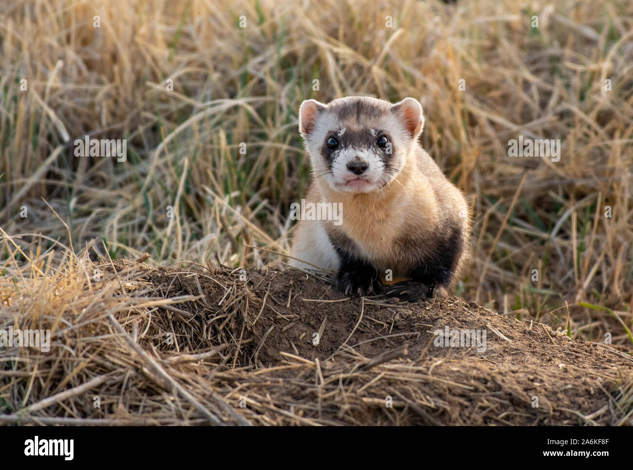 A Federally Endangered Black-footed Ferret on the Colorado Plains Stock ...
