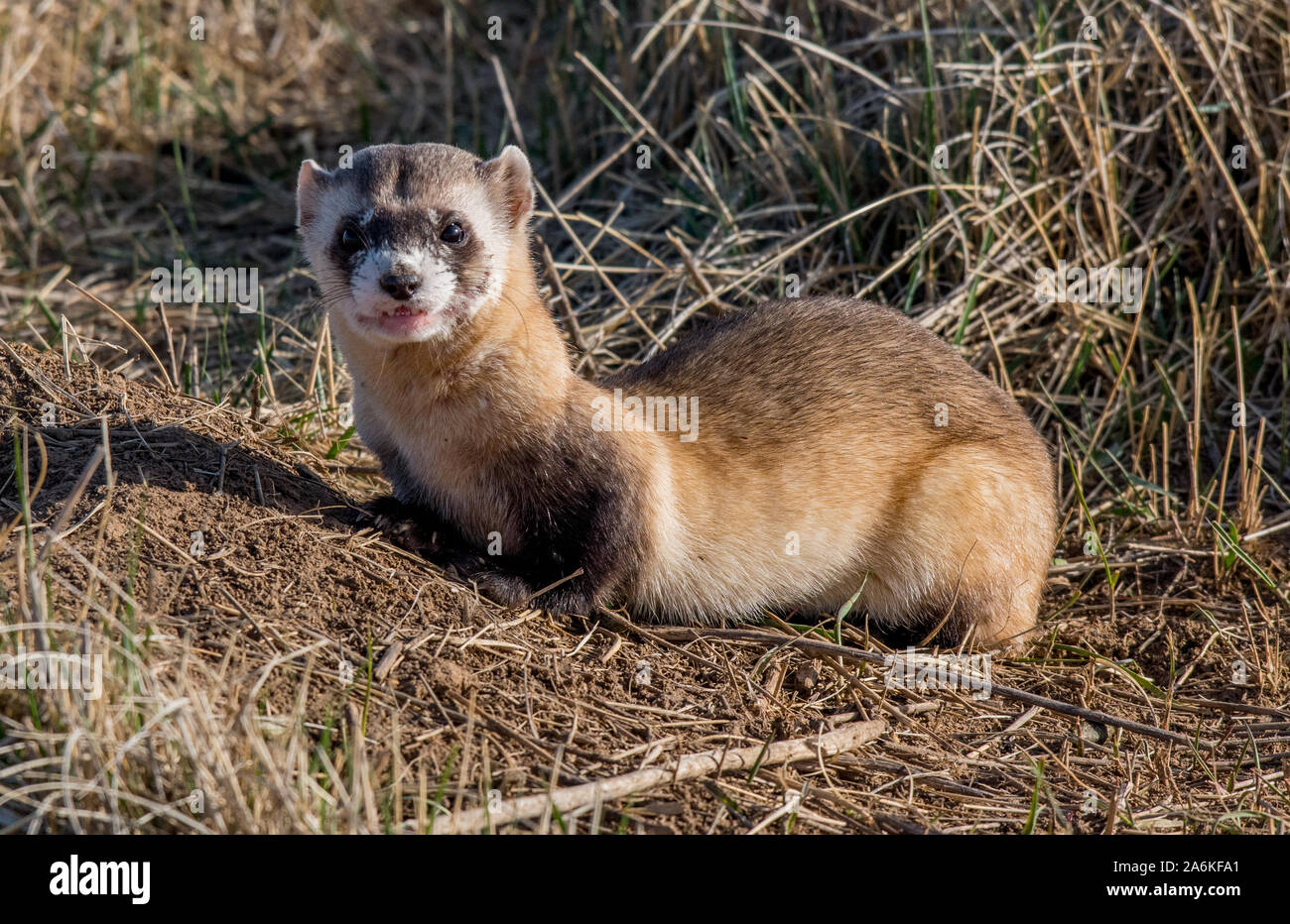 A Federally Endangered Black-footed Ferret on the Colorado Plains Stock ...