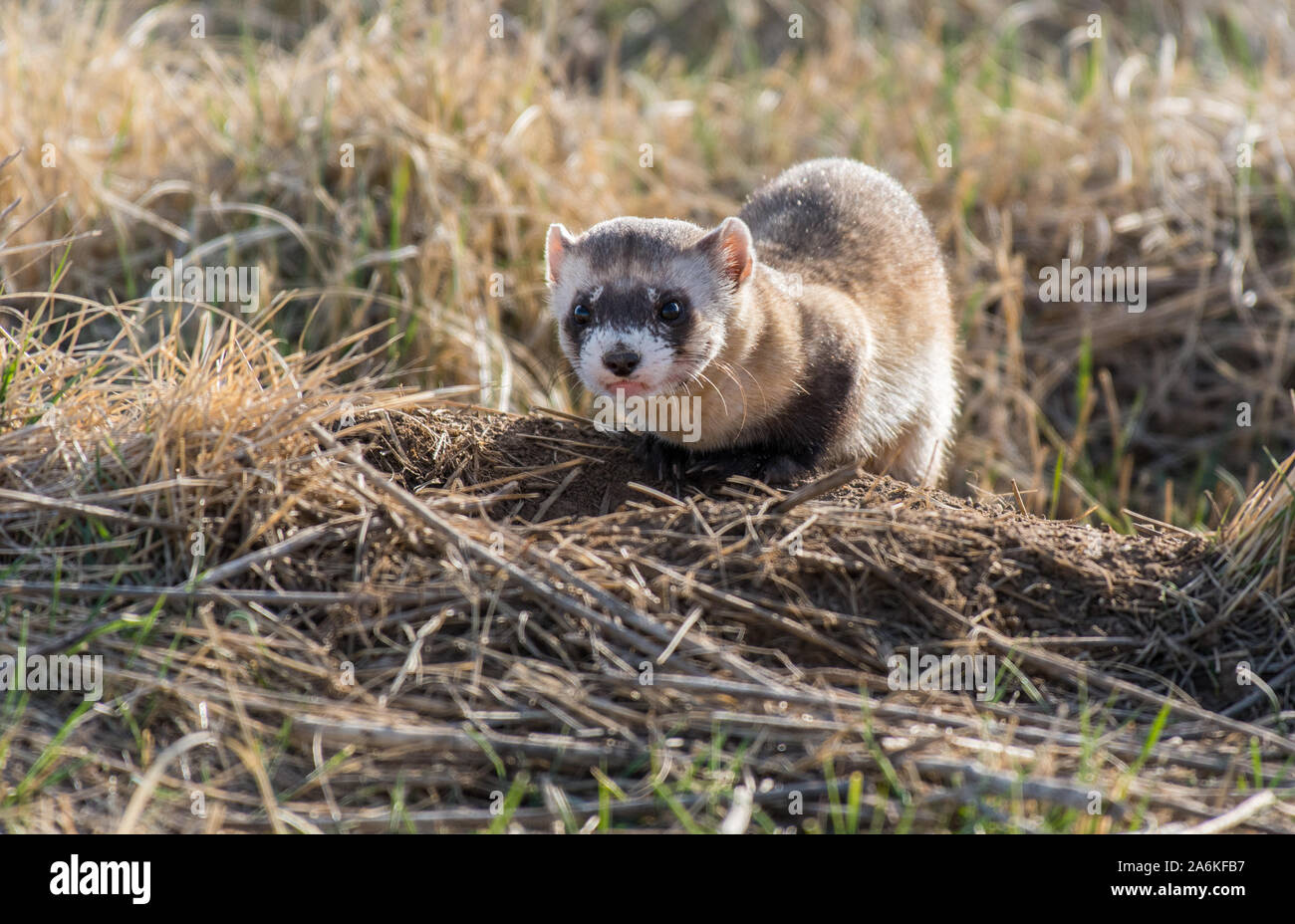 Black footed ferret prairie dog hi-res stock photography and images - Alamy