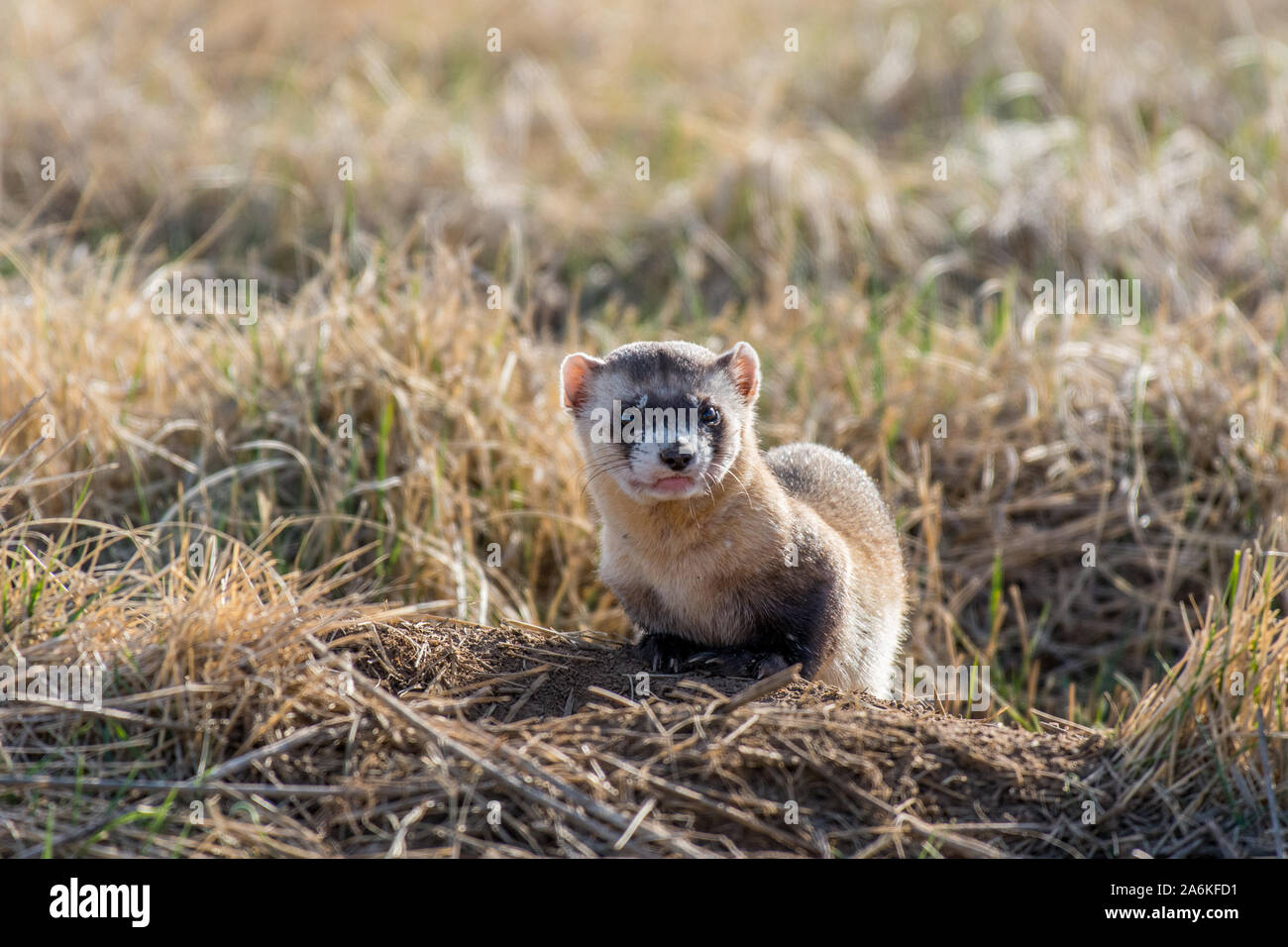 A Federally Endangered Black-footed Ferret on the Colorado Plains Stock ...