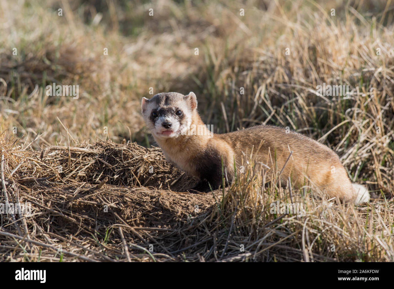 A Federally Endangered Black-footed Ferret on the Colorado Plains Stock ...
