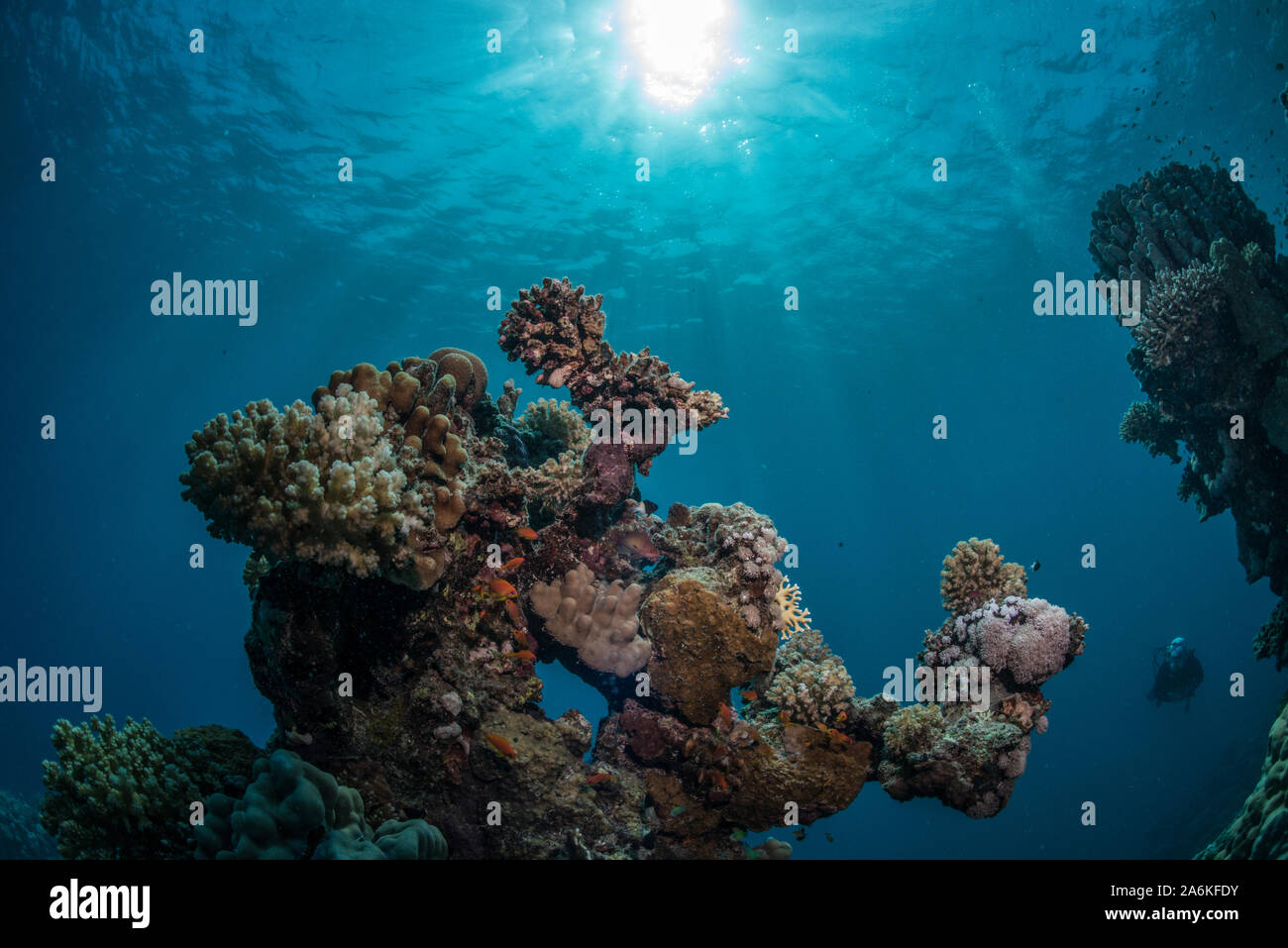 Reefscapes of the Red Sea Stock Photo - Alamy