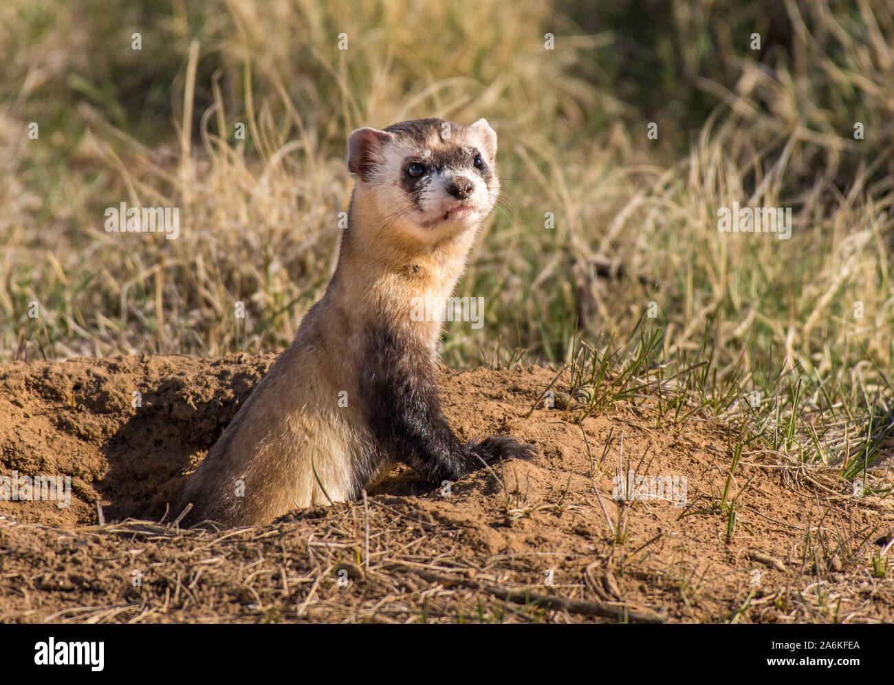 A Federally Endangered Black-footed Ferret on the Colorado Plains Stock ...