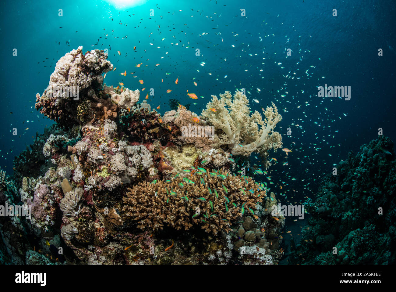 Reefscapes of the Red Sea Stock Photo - Alamy