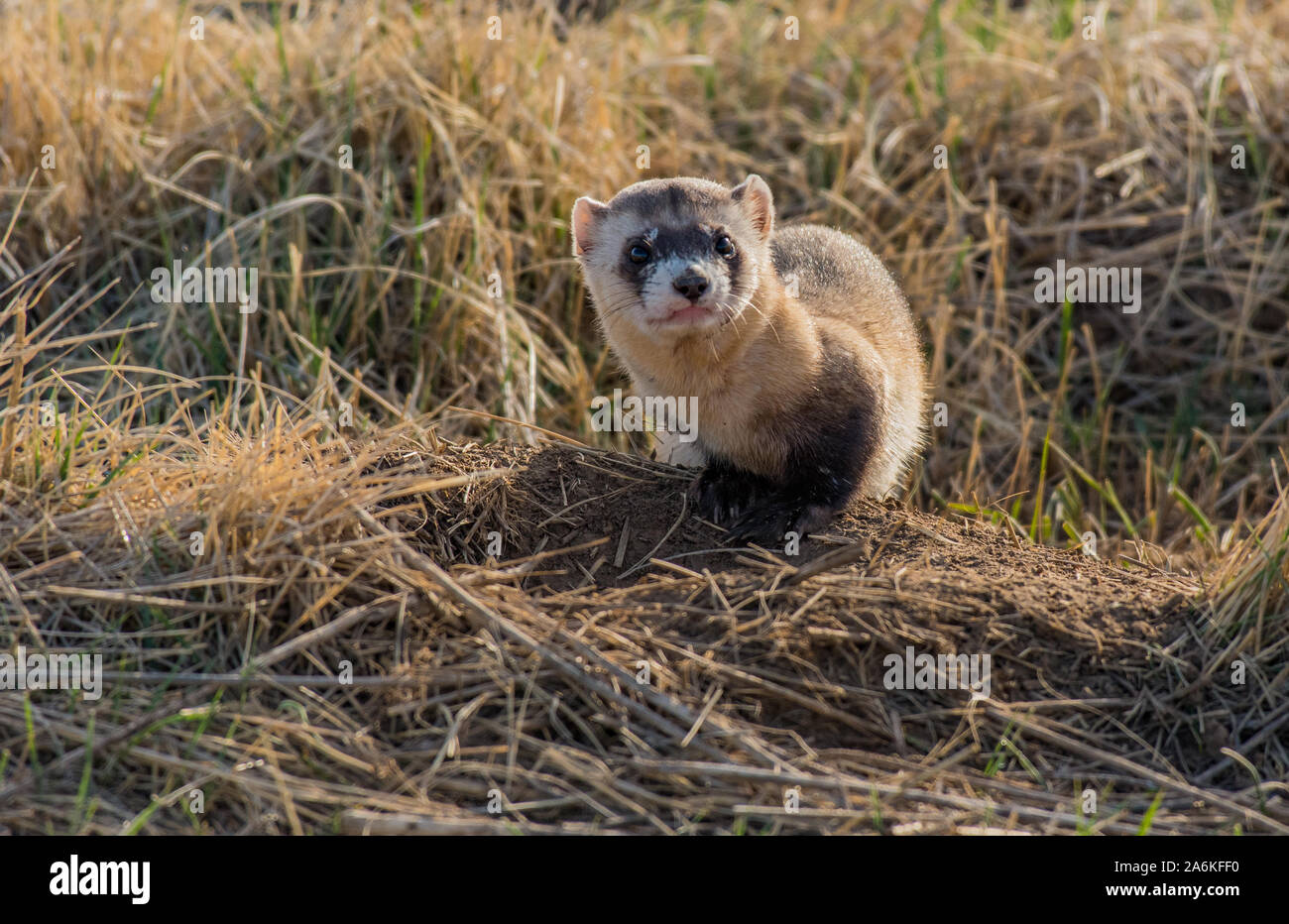 Black footed ferret prairie dog hi-res stock photography and images - Alamy