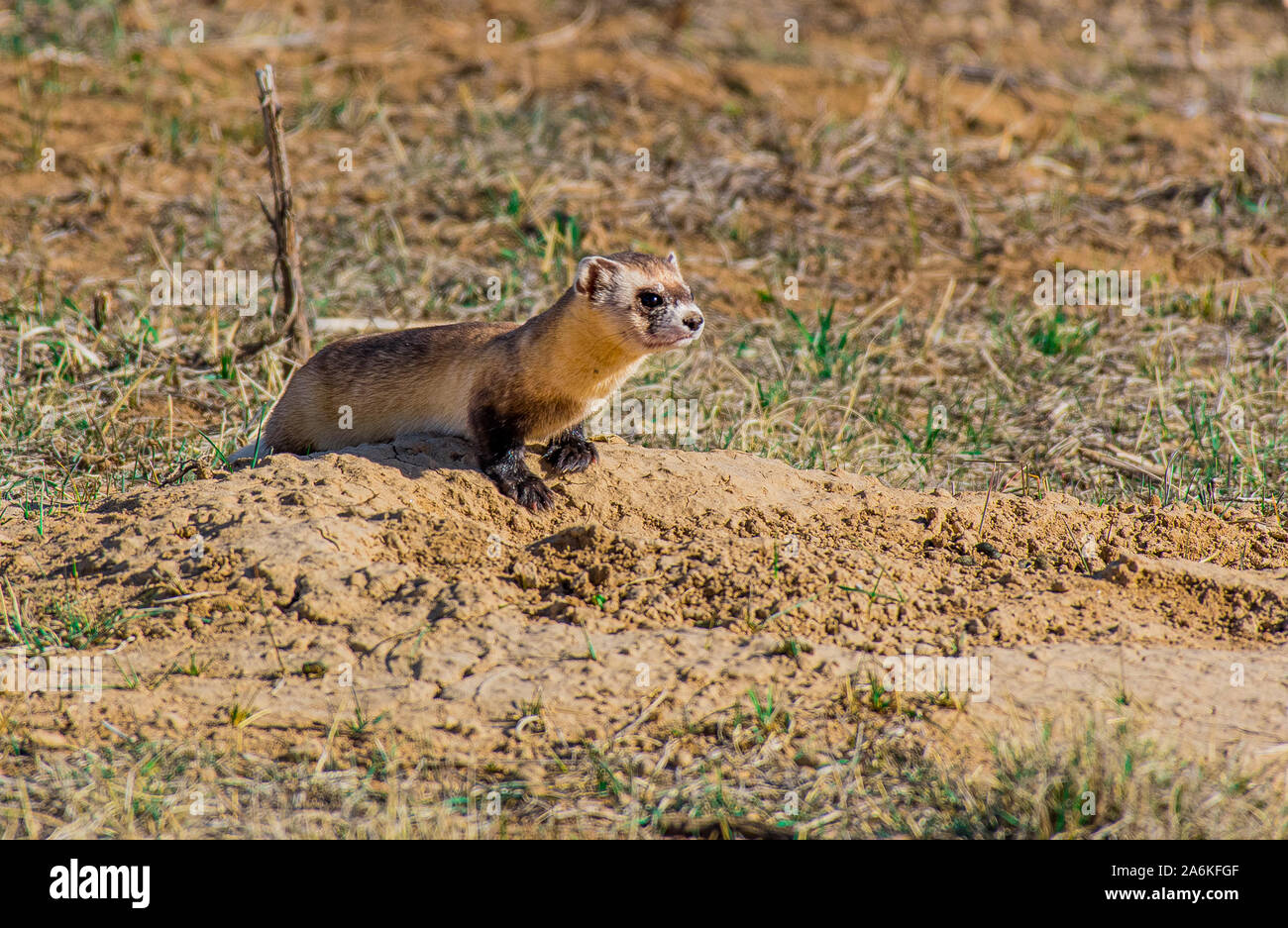 A Federally Endangered Black-footed Ferret on the Colorado Plains Stock ...