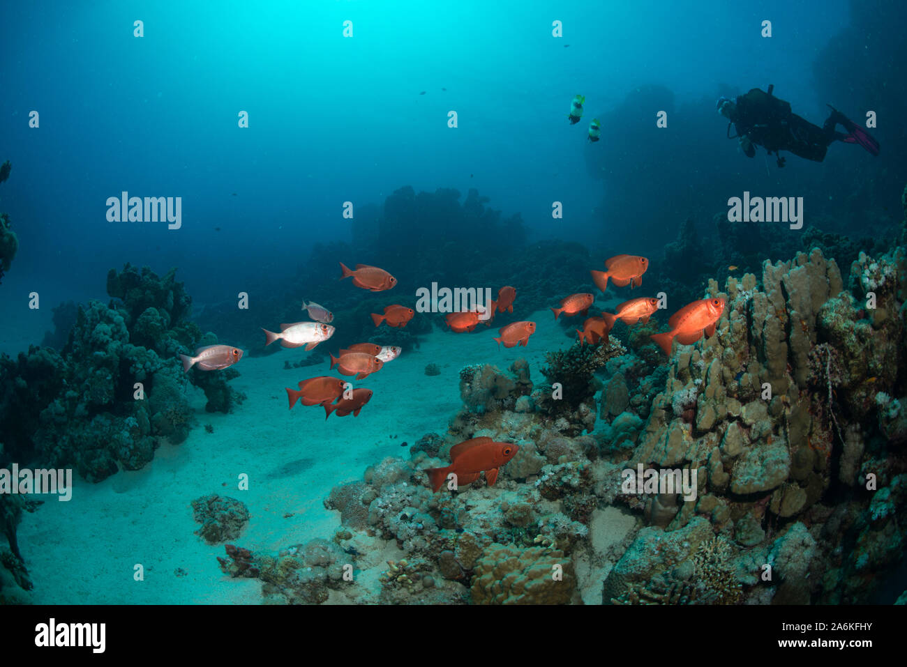 Reefscapes of the Red Sea Stock Photo - Alamy