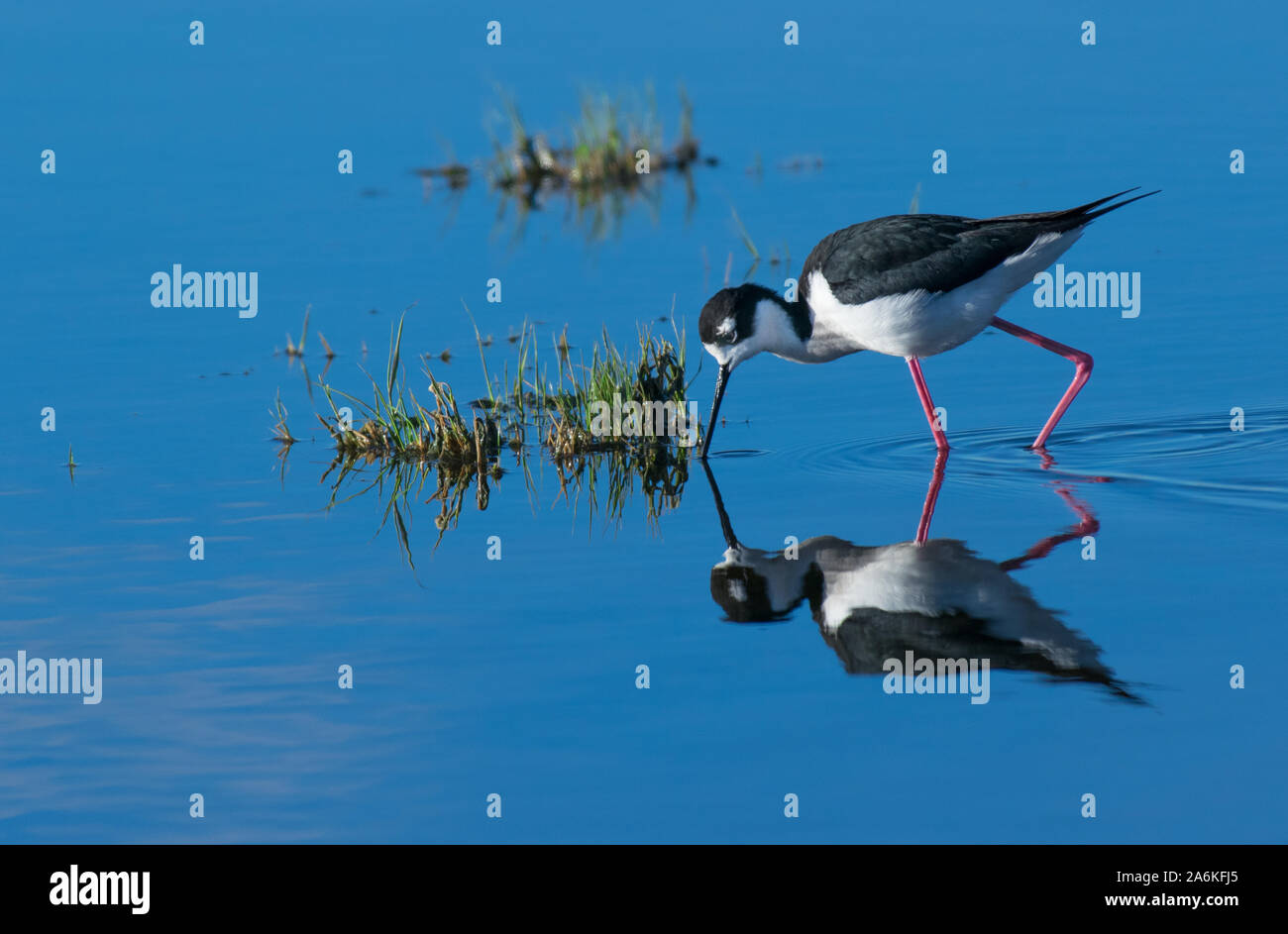 A Beautiful Black-necked Stilt Foraging for Food in a Perfectly Calm ...