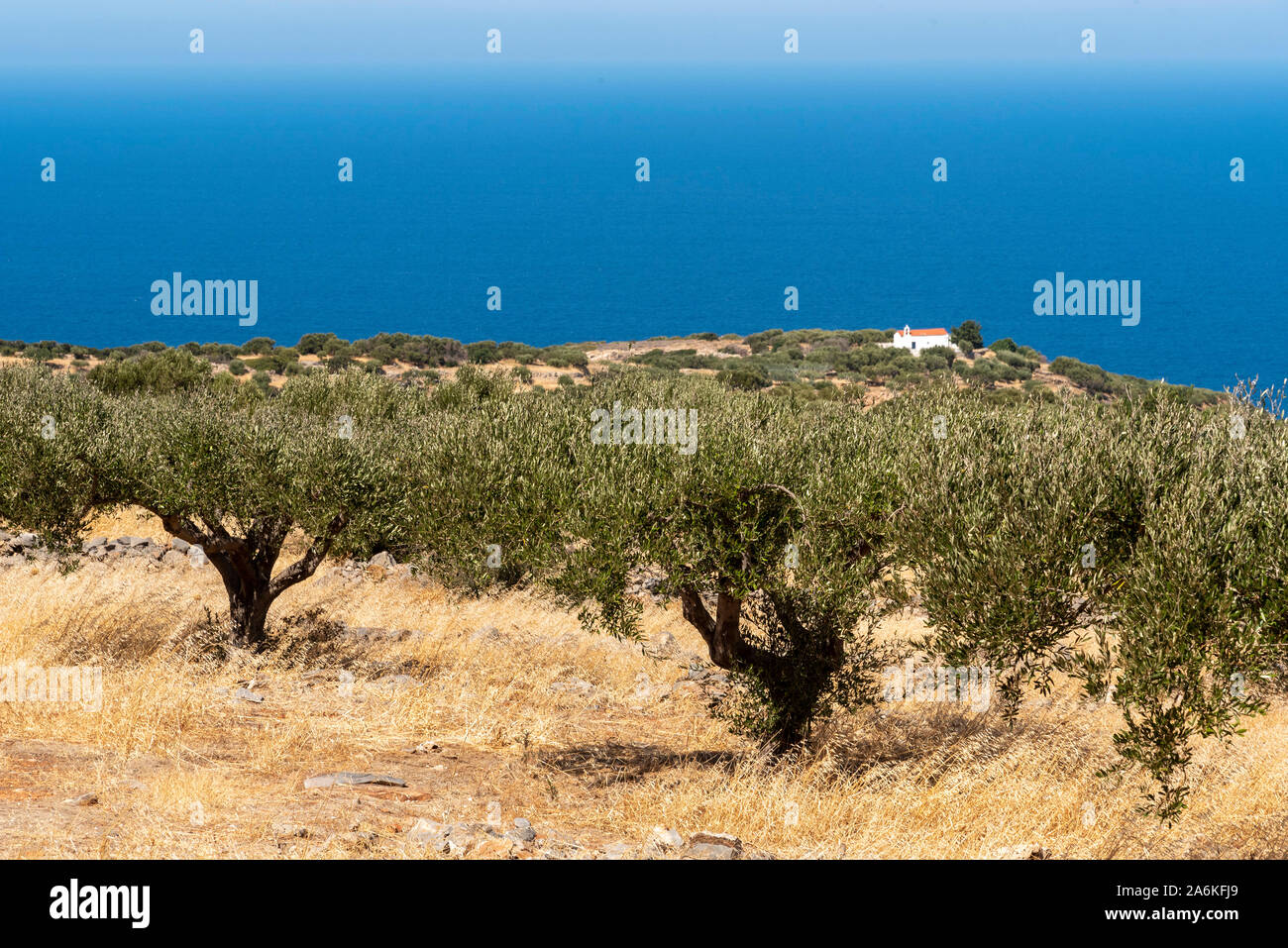 Very old cretan olive tree hi-res stock photography and images - Alamy
